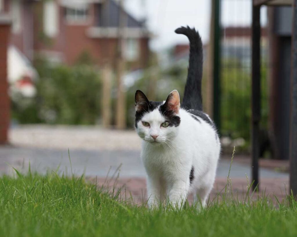 Katten die teruglopen naar hun oude huis - Tinley Gedragstherapie voor ...