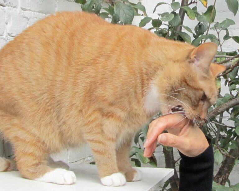 Mijn kat valt mij aan - Tinley Gedragstherapie voor Dieren