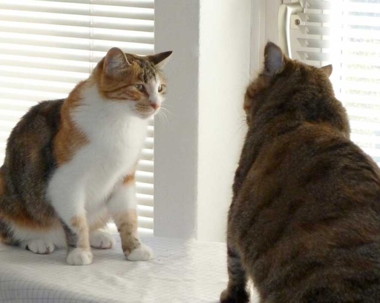 Mijn katten vechten (ineens) met elkaar - Tinley Gedragstherapie voor ...